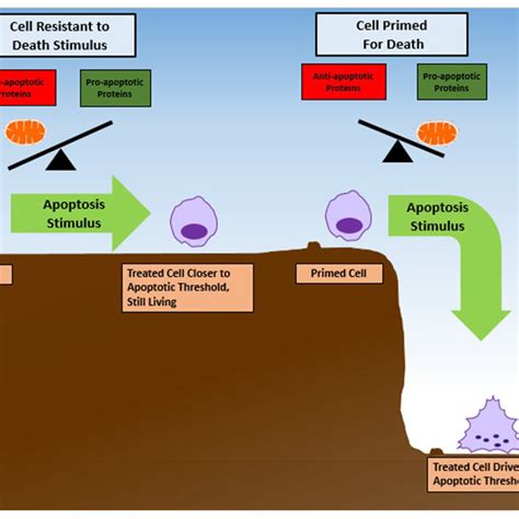 Schematic Representation Of The Effects Of Apoptosis Inducing Stimuli