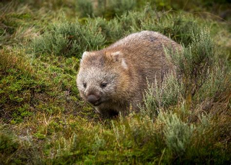 Meet The Giant Wombat Relative That Scratched Out A Living In Australia 25 Million Years Ago