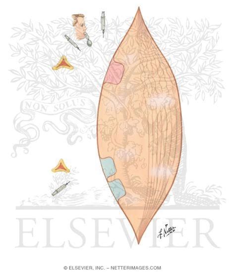 Theory Of Catecholamine Effects And B Adrenergic Blockade