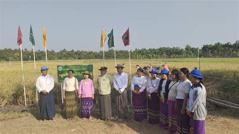 မြောင်းမြမြို့နယ်တွင် နွေစပါးစံပြကွက် ရိတ်သိမ်းပွဲ ဆောင်ရွက် Information And Public Relations