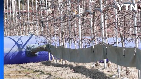 녹색 과수원 공기 따끈따끈하게저온피해 방지기술 Ytn Youtube