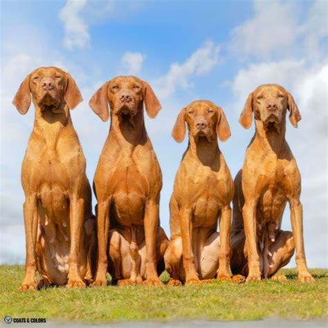 Vizsla Coat Colors Coats And Colors