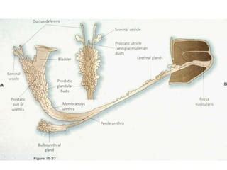 Urogenital Development And Sex Determination Ppt