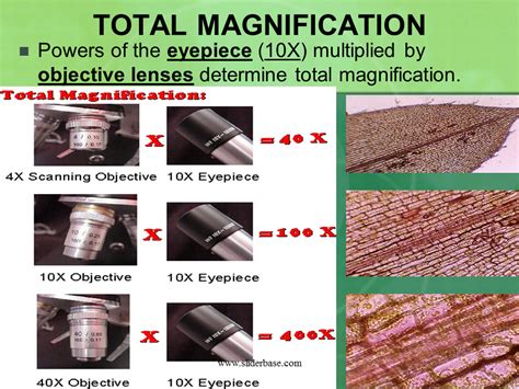 Compound Microscope Magnification Levels At Kent Richardson Blog