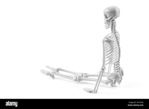Detailed Anatomical Skeleton Model In A Seated Position Displaying Human Bone Structure Ideal