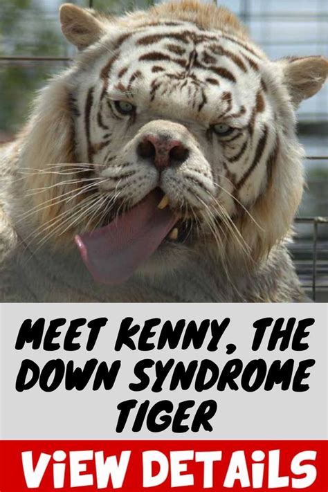 Kenny The Down Syndrome Tiger Kenny The Inbred Tiger With Down