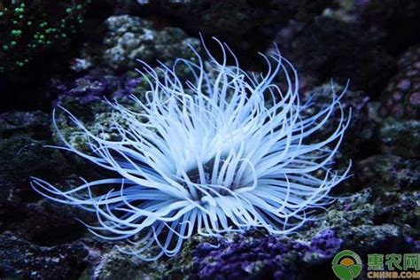 海葵和海龟哪种海洋动物的寿命更长 惠农网