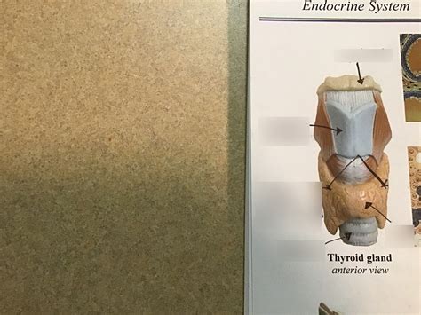 Thyroid Gland Diagram Quizlet