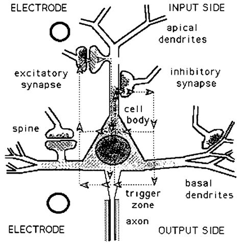 Synaptic Current Flows In Closed Loops The Same Current Gives A