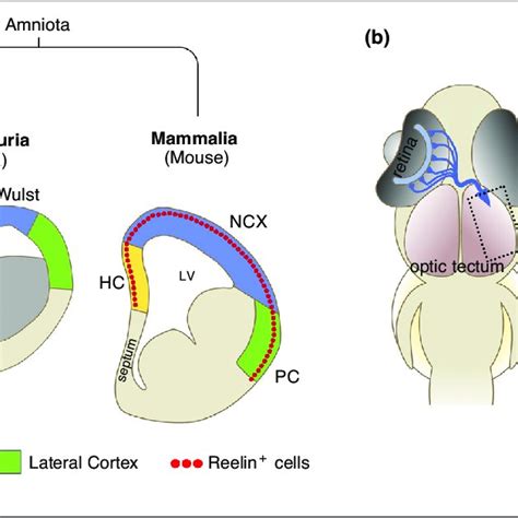 PDF A Marginal Tale The Development Of The Neocortical Layer