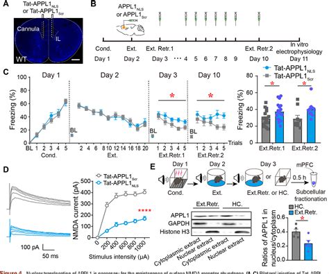 Nmda Receptor Dependent Synaptic Potentiation Via Appl1 Signaling Is Required For The