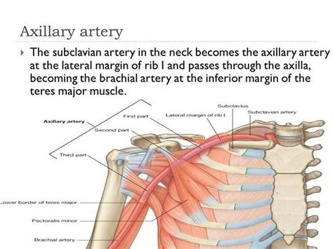 Axillary Artery Anatomie Axillary Artery Mcnnjo