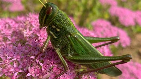 Why Do Locusts Make Noise At Night At Ryan Bruce Blog