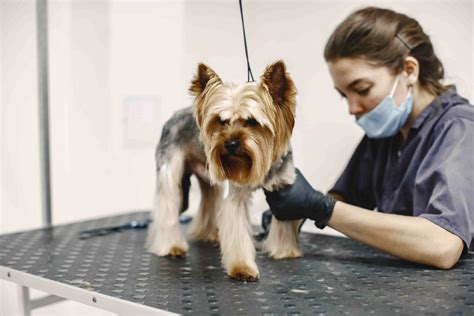 ¿cómo Realizar Un Corte De Pelo Para Perros Proceso Paso A Paso