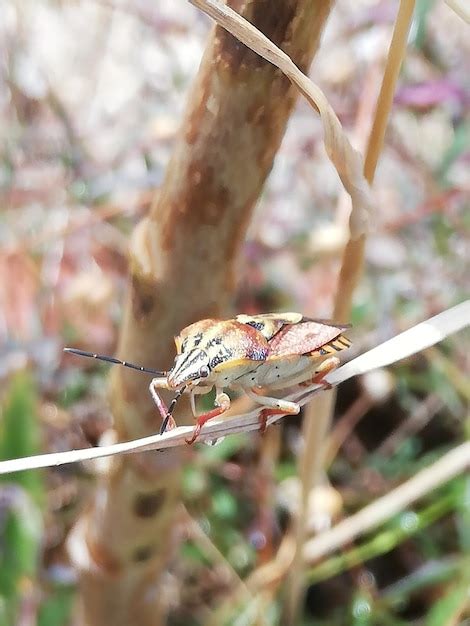 Premium Photo Close Up Of Insect On Twig