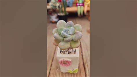 월미인🌺 예쁜다육 다육식물 다육이 임영웅 니가 올래 내가 갈까 Youtube