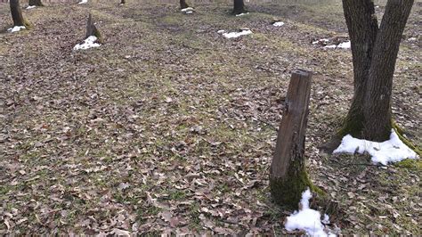 Няма незаконна сеч в местността Момчов гьол Новинибг