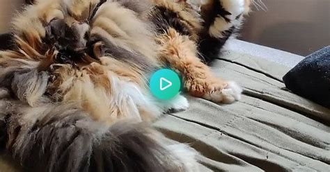 Buffering During Grooming Rstoppedworking