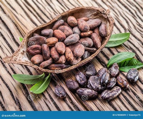 Cocao Pod And Cocao Beans Stock Image Image Of Cocoa 67808009