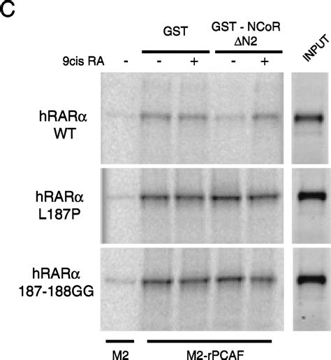 The Histone Acetylase Pcaf Is A Nuclear Receptor Coactivator