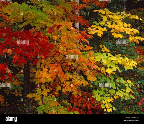 Autumn Colors Sugar Maples Acer Saccharum Red Orange Striped Maple Acer