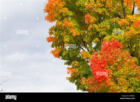 A Tree Showing Colourful Leaves In The Fall With Copy Space Stock Photo Alamy