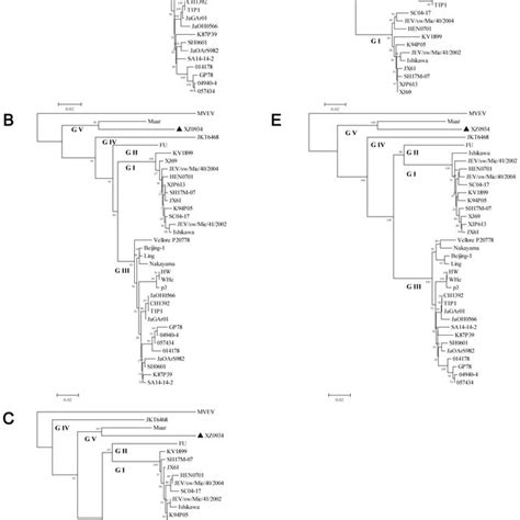 Phylogenetic Analysis Of Xz0934 And Other Jev Strains Based On The Download Scientific Diagram