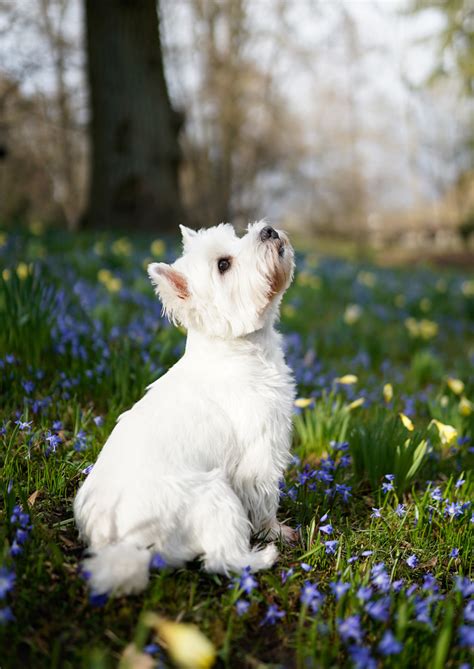 The Pawws Project Pawws