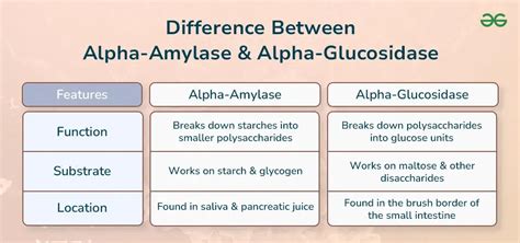 Difference Between Alpha Amylase And Alpha Glucosidase Geeksforgeeks