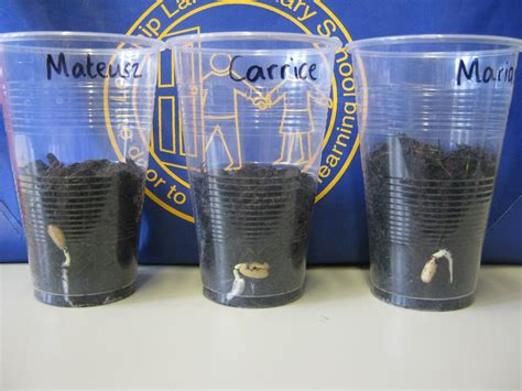 Science Plants Investigating Will Each Seed Grow The Correct Way Plant Science Science