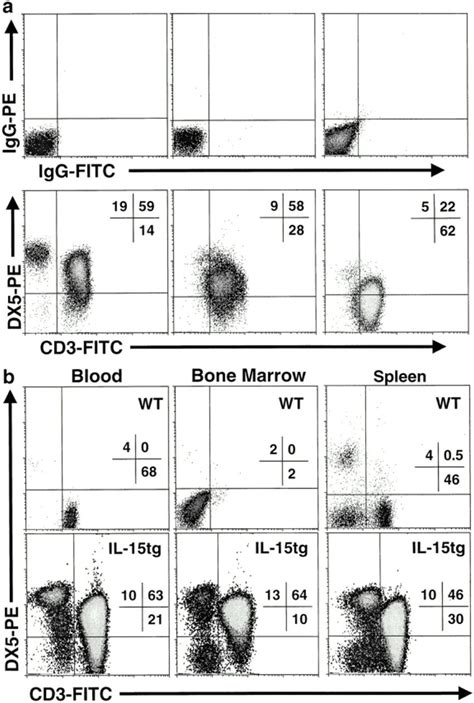 Il 15tg Mice Develop Fatal Lymphocytic Leukemia With Age A Flow