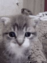 Sad Cat Car  Sad Cat Car Silly Cat Descobrir E Compartilhar S