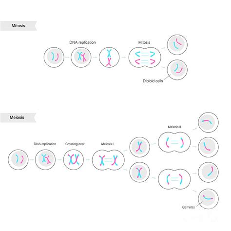 Figure 99 A Comparison Of Meiosis And Mitosis