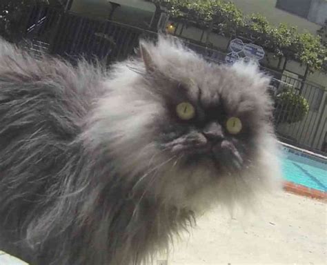 Colonel Meow Named Worlds Hairiest Cat By Guinness World Records