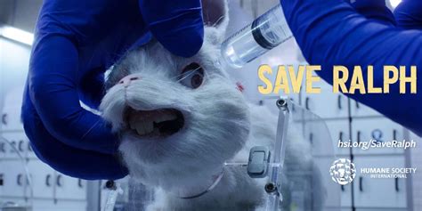 Cómo Identificar Qué Cosméticos Son Libres De Crueldad Animal