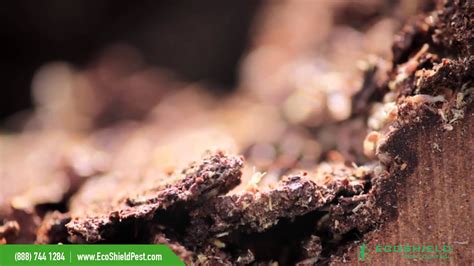 Eco Shield Pest Control We Know Bugs Termites Youtube
