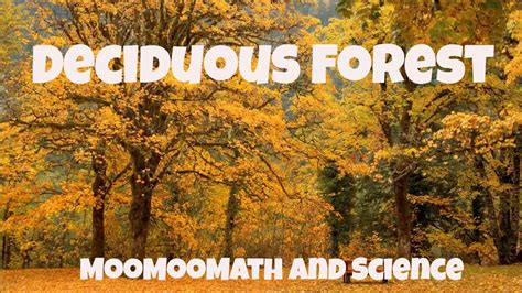 Temperate Deciduous Forest Eastern Deciduous Forests