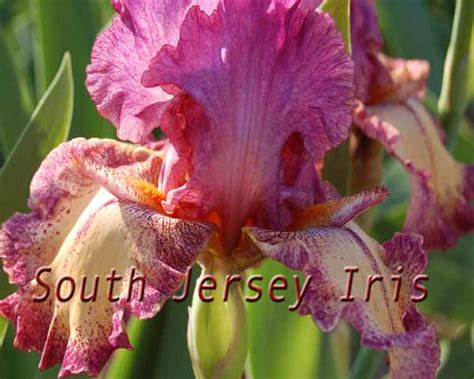 Rock Star Byers 1991 South Jersey Iris