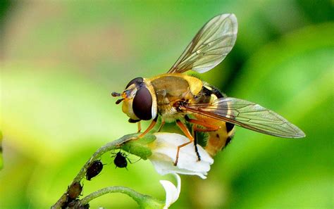 【果蝇摄影图片】生态摄影 太平洋电脑网摄影部落