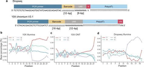 Innovative Bead Design Will Enhance Single Cell Transcriptomics Accuracy