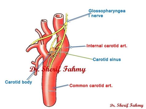 Carotid Sinus Anatomy Cavernous Carotid Gallery