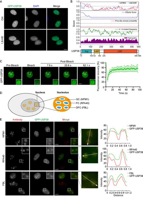 Usp39 Phase Separates Into The Nucleolus And Drives Lung Adenocarcinoma Progression By Promoting