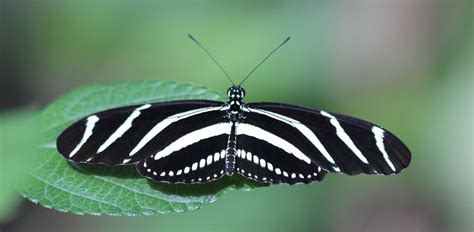 Ant Characteristics Diet Facts And More Fact Sheet