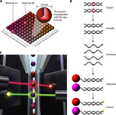 Suspension Bead Array A Microspheres 5 6 ␮ M In Diameter Are Filled Download Scientific