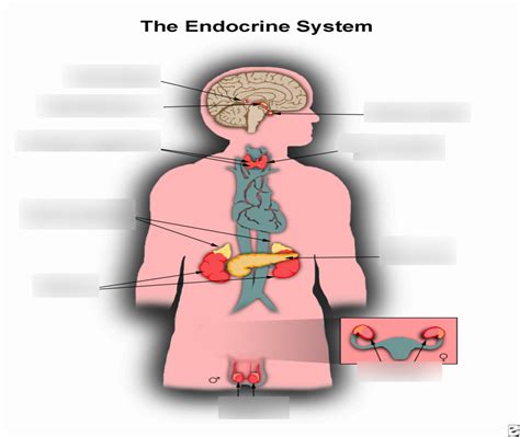 The Reproduction System Diagram Quizlet