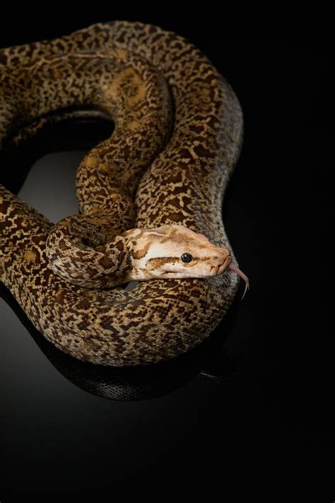 Python Coiled On Black Background Stock Image Image Of Predator Coiled 336216053