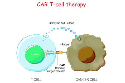 T Cell Memory And Car T Cell Therapy Alliance For Cancer Gene Therapy