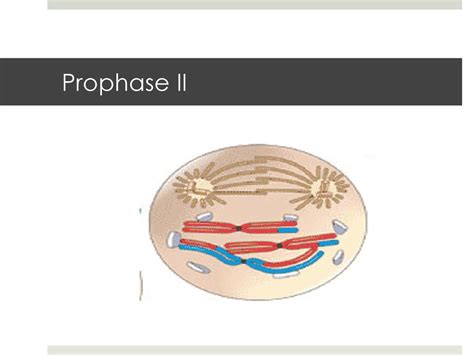 Mitosis Cell Cycle Meiosis Ppt Download