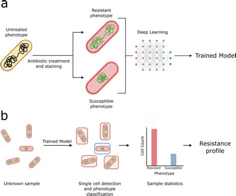 深度学习和单细胞表型分析在大肠杆菌中快速检测药敏试验communications Biology X Mol