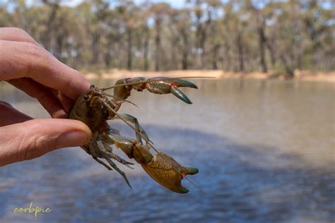 Common Australian Yabby Cherax Destructor